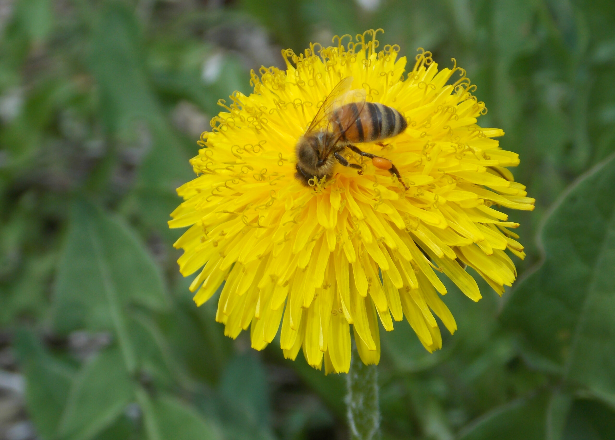 CNA Currents | What’s the buzz?